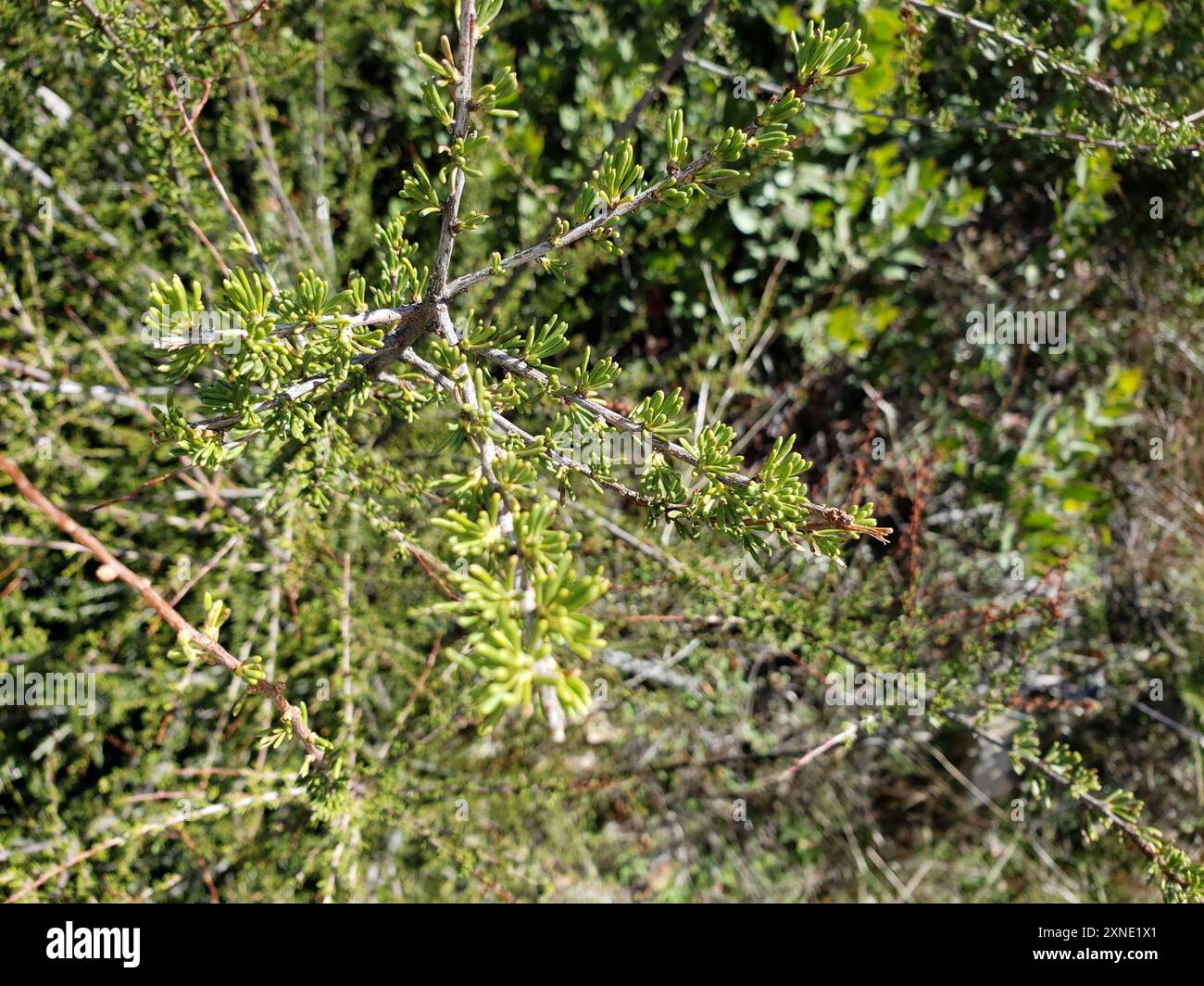 chamise (Adenostoma fasciculatum) Plantae Stock Photo - Alamy