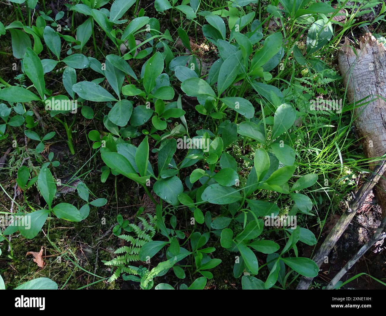 Bogbean (Menyanthes trifoliata) Plantae Stock Photo - Alamy
