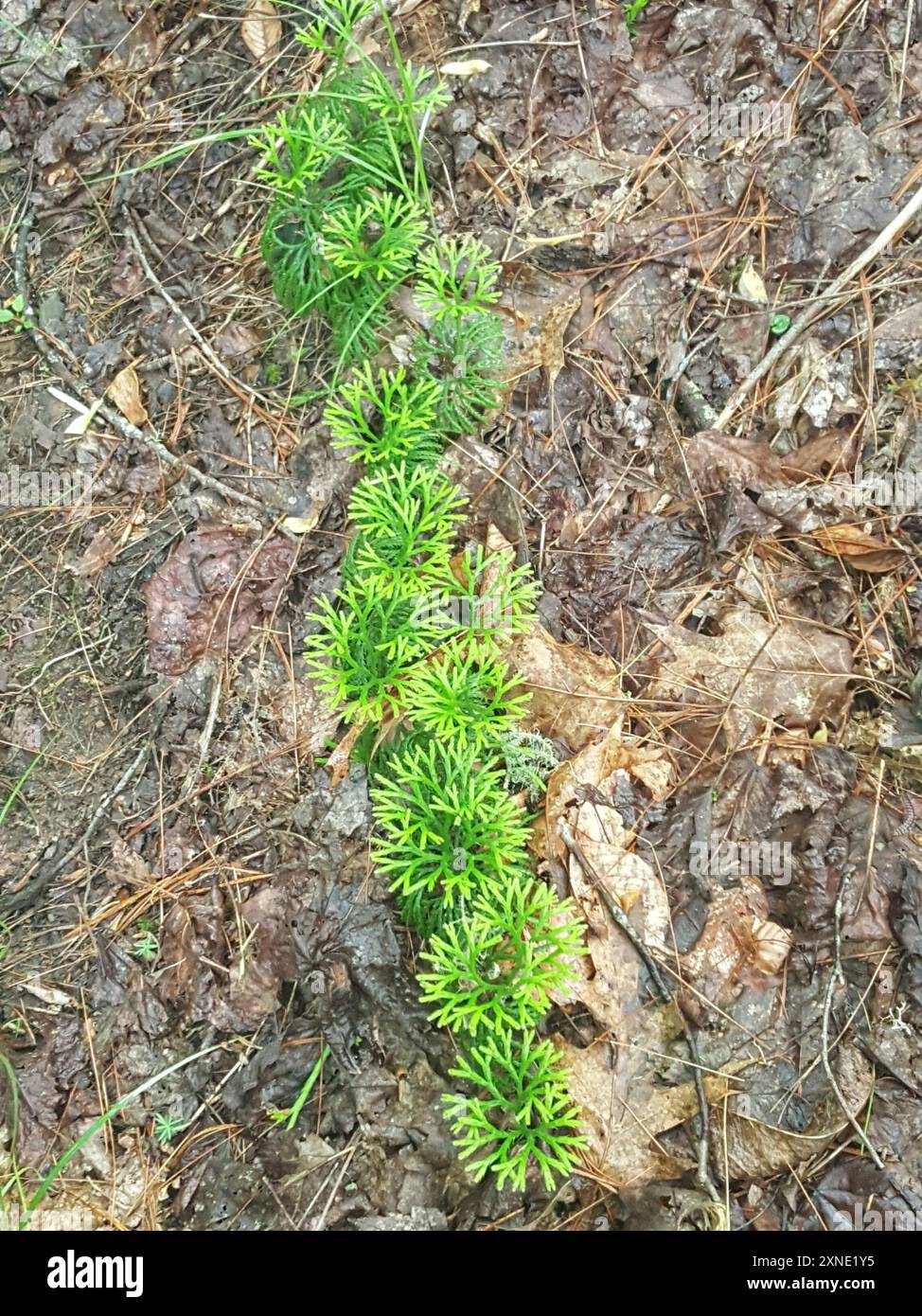 fan clubmoss (Diphasiastrum digitatum) Plantae Stock Photo - Alamy