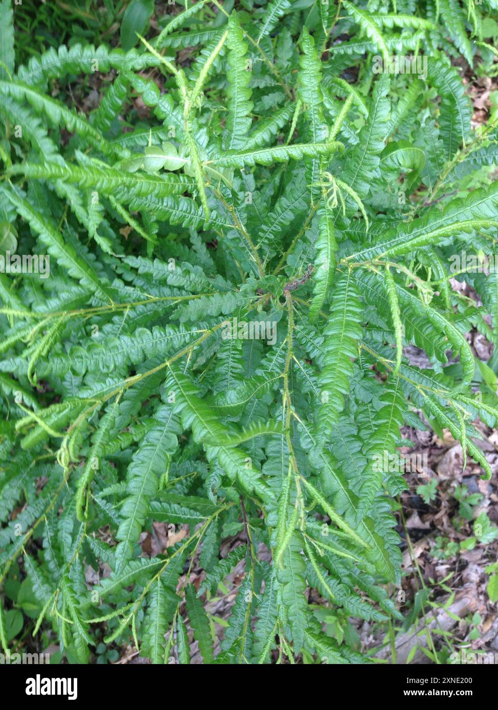 sweetfern (Comptonia peregrina) Plantae Stock Photo - Alamy