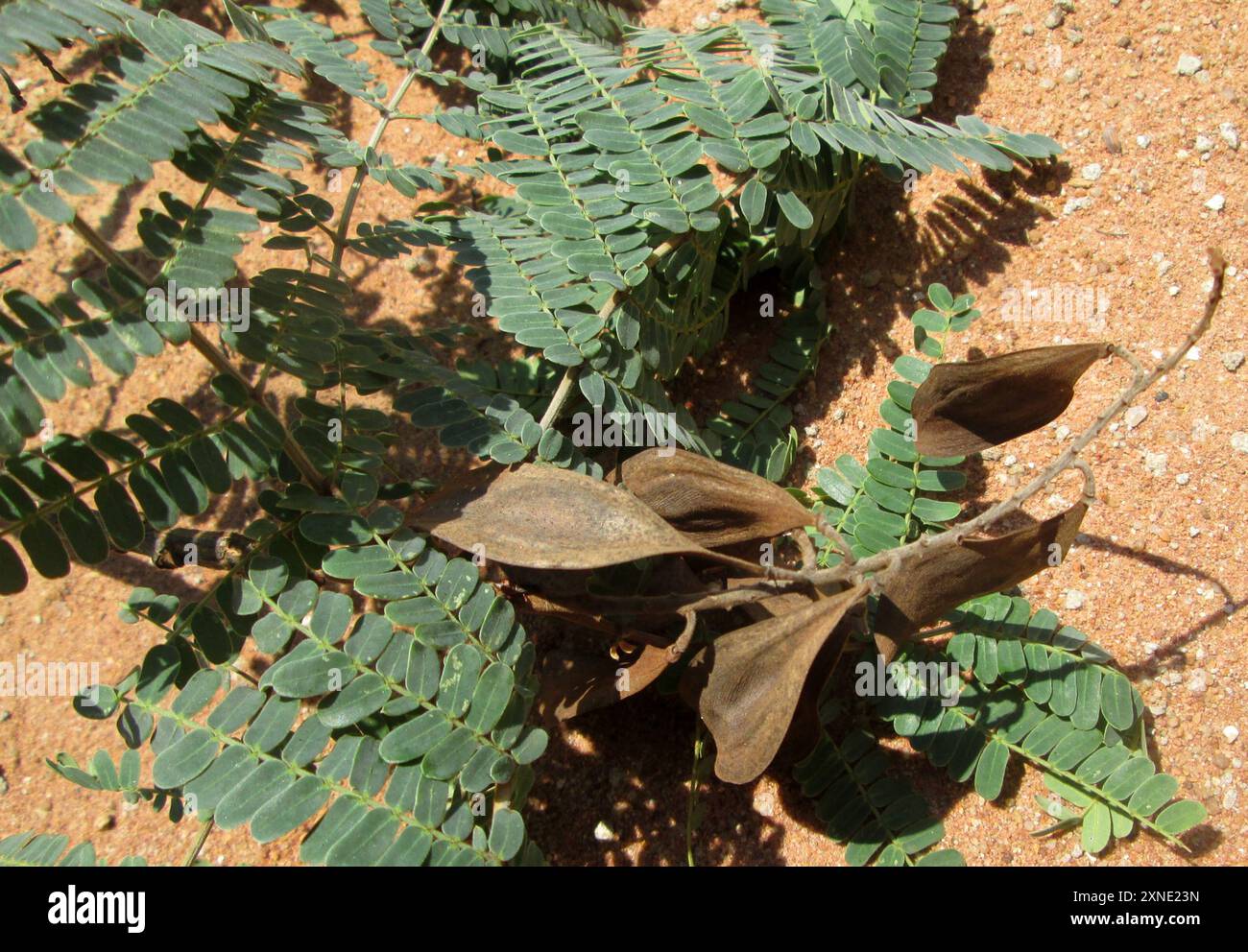 Weeping wattle (Peltophorum africanum) Plantae Stock Photo - Alamy