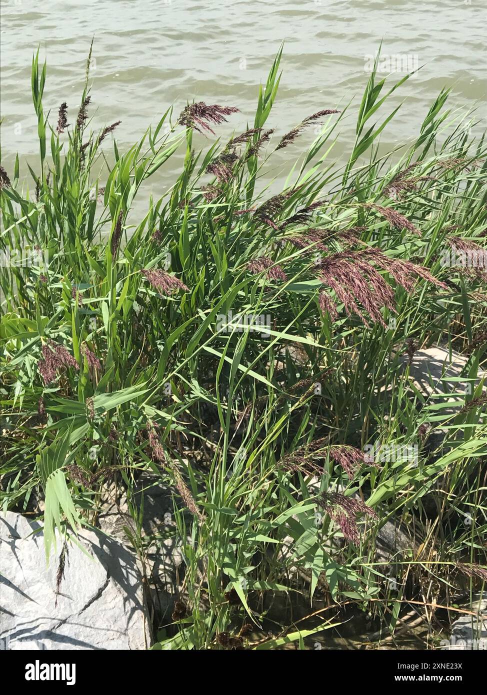 common reed (Phragmites australis) Plantae Stock Photo - Alamy