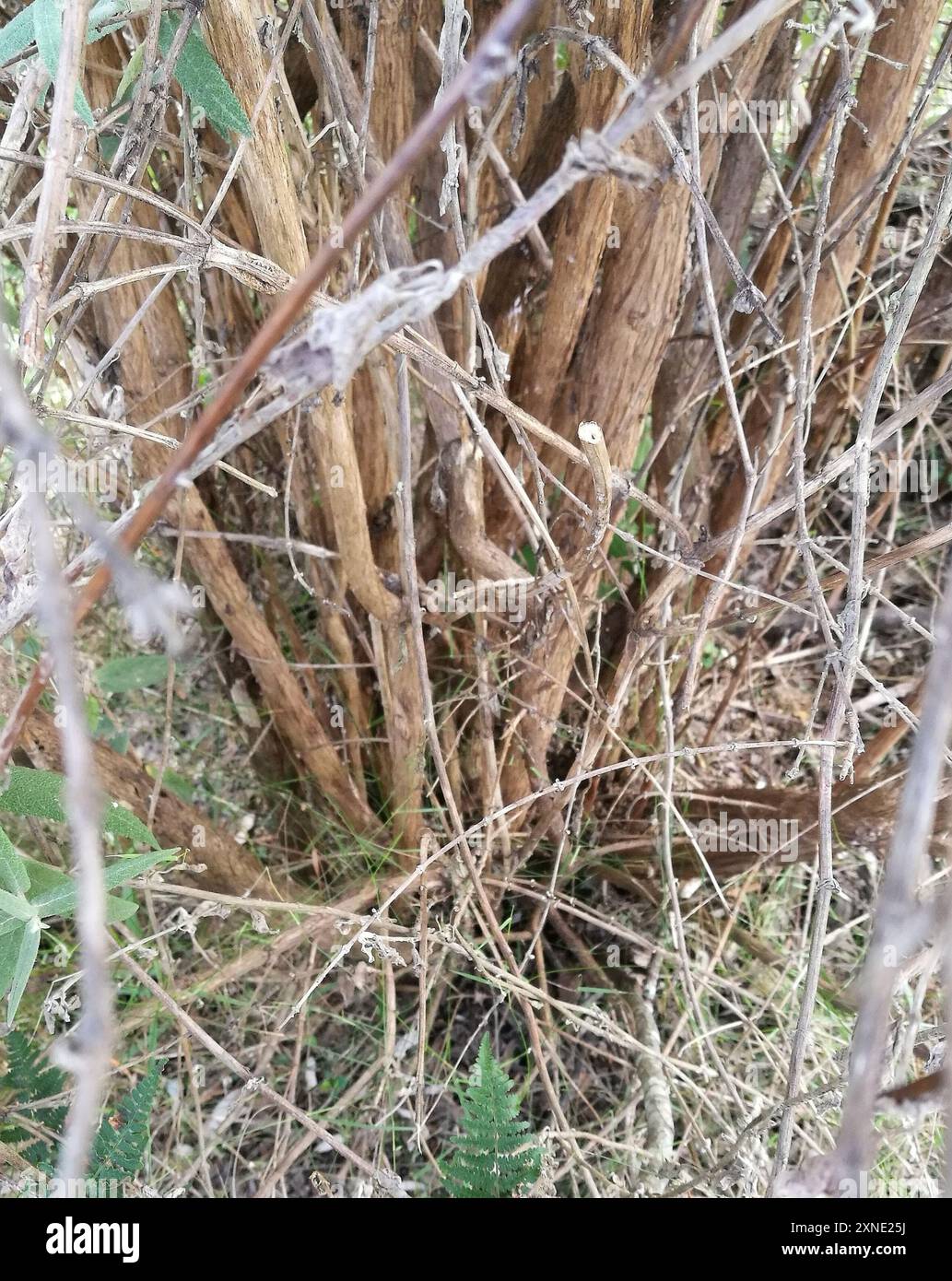 Sagewood (Buddleja salviifolia) Plantae Stock Photo - Alamy