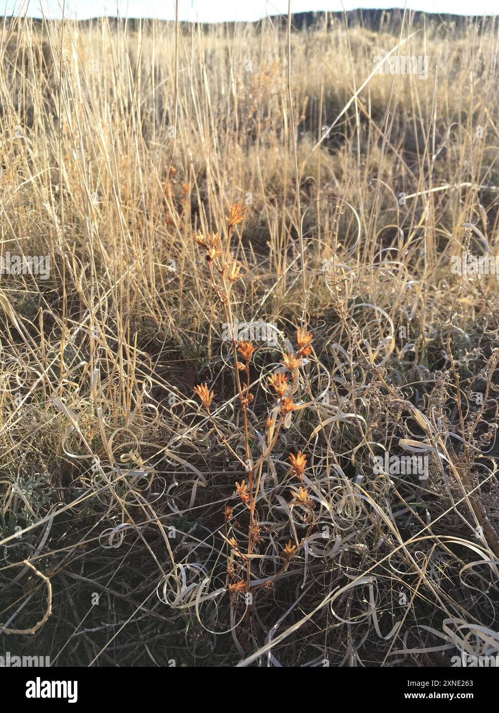 Fetid marigold (Dyssodia papposa) Plantae Stock Photo - Alamy