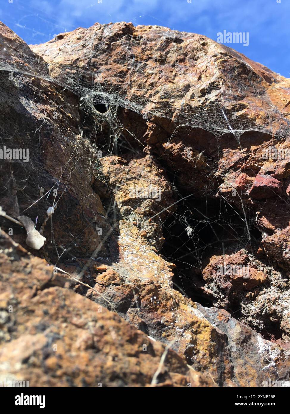 Typical Spiders (Araneomorphae) Arachnida Stock Photo - Alamy