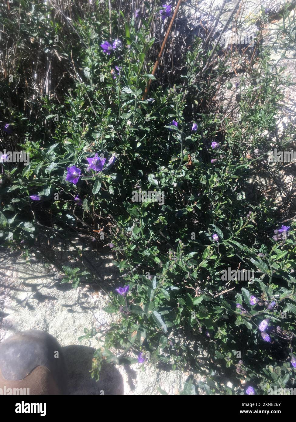 purple nightshade (Solanum xanti) Plantae Stock Photo - Alamy