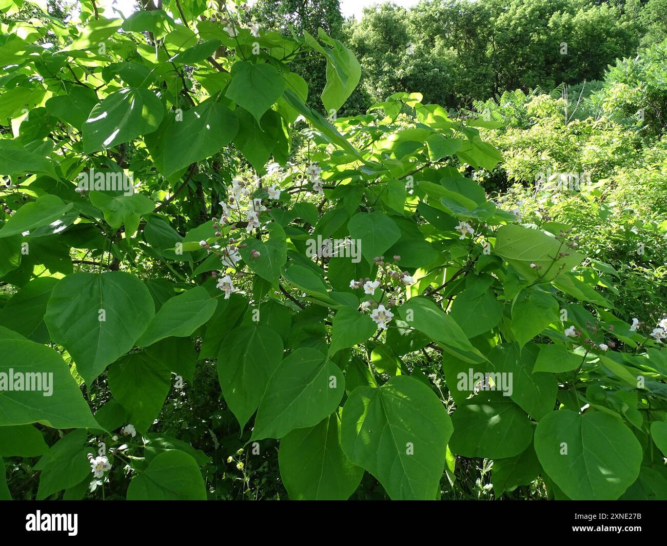northern catalpa (Catalpa speciosa) Plantae Stock Photo - Alamy