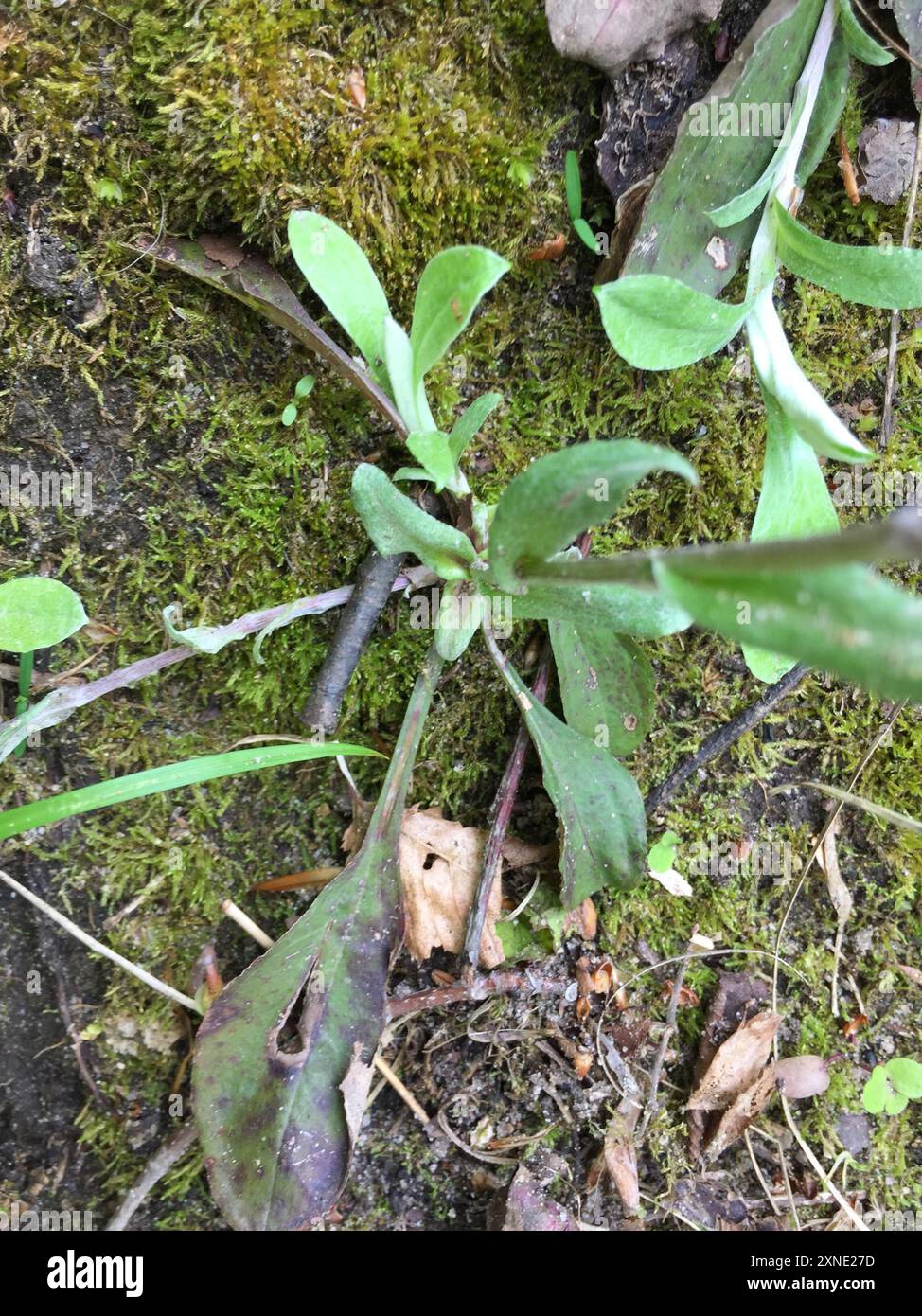 Parlin's Pussytoes (Antennaria parlinii) Plantae Stock Photo - Alamy