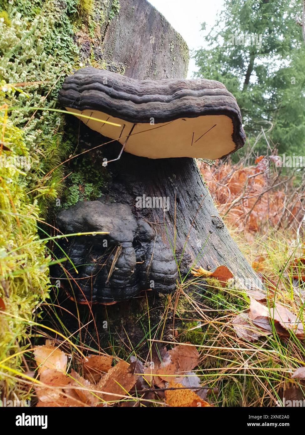 Hoof Fungus (Fomes fomentarius) Fungi Stock Photo - Alamy