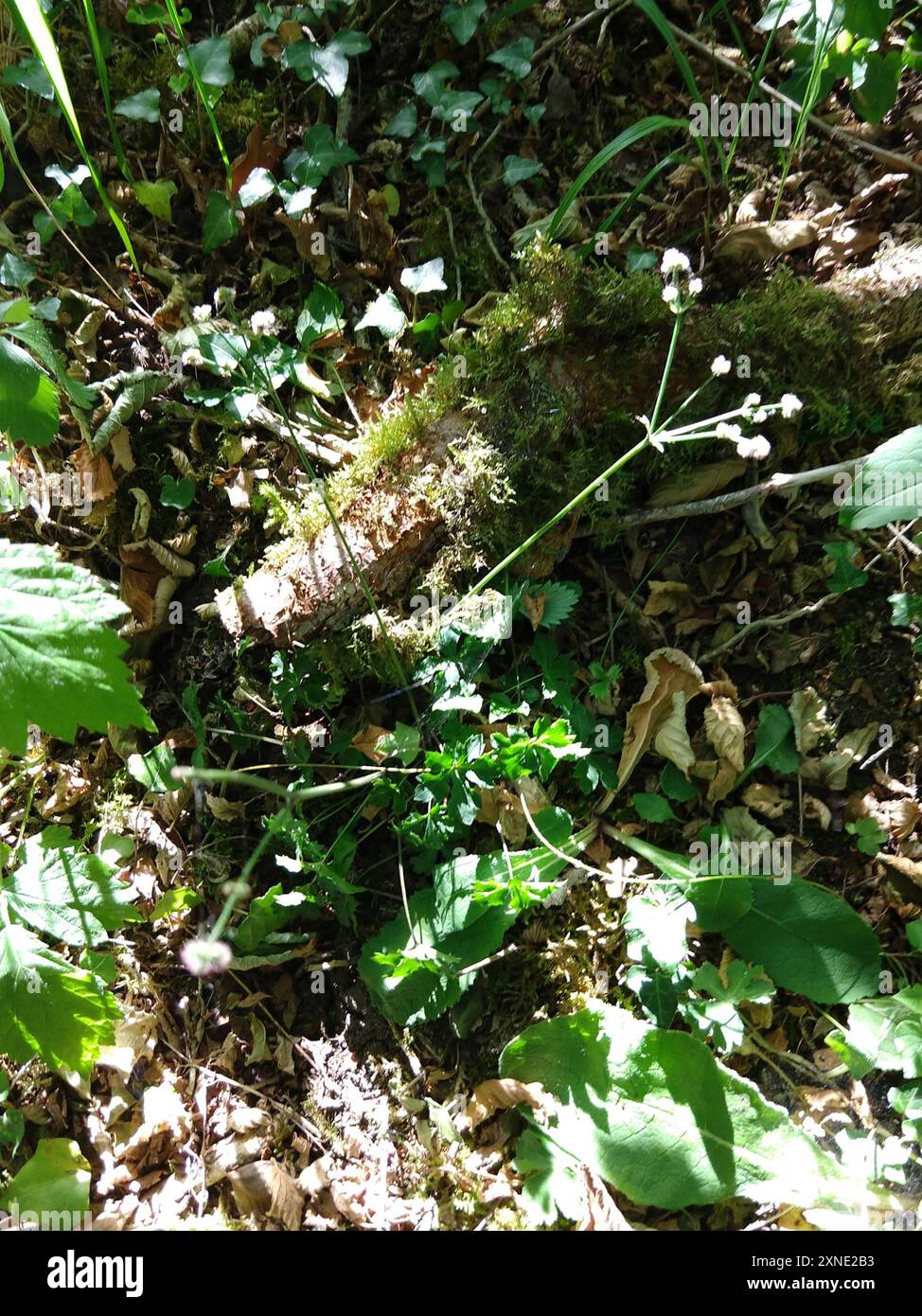 wood sanicle (Sanicula europaea) Plantae Stock Photo - Alamy
