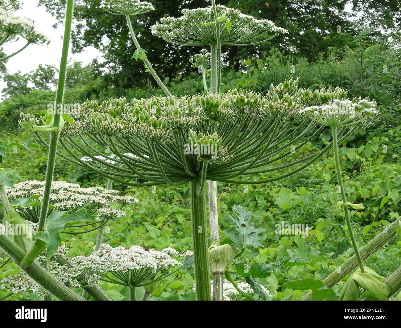 Giant Hogweed (Heracleum mantegazzianum) Plantae Stock Photo - Alamy