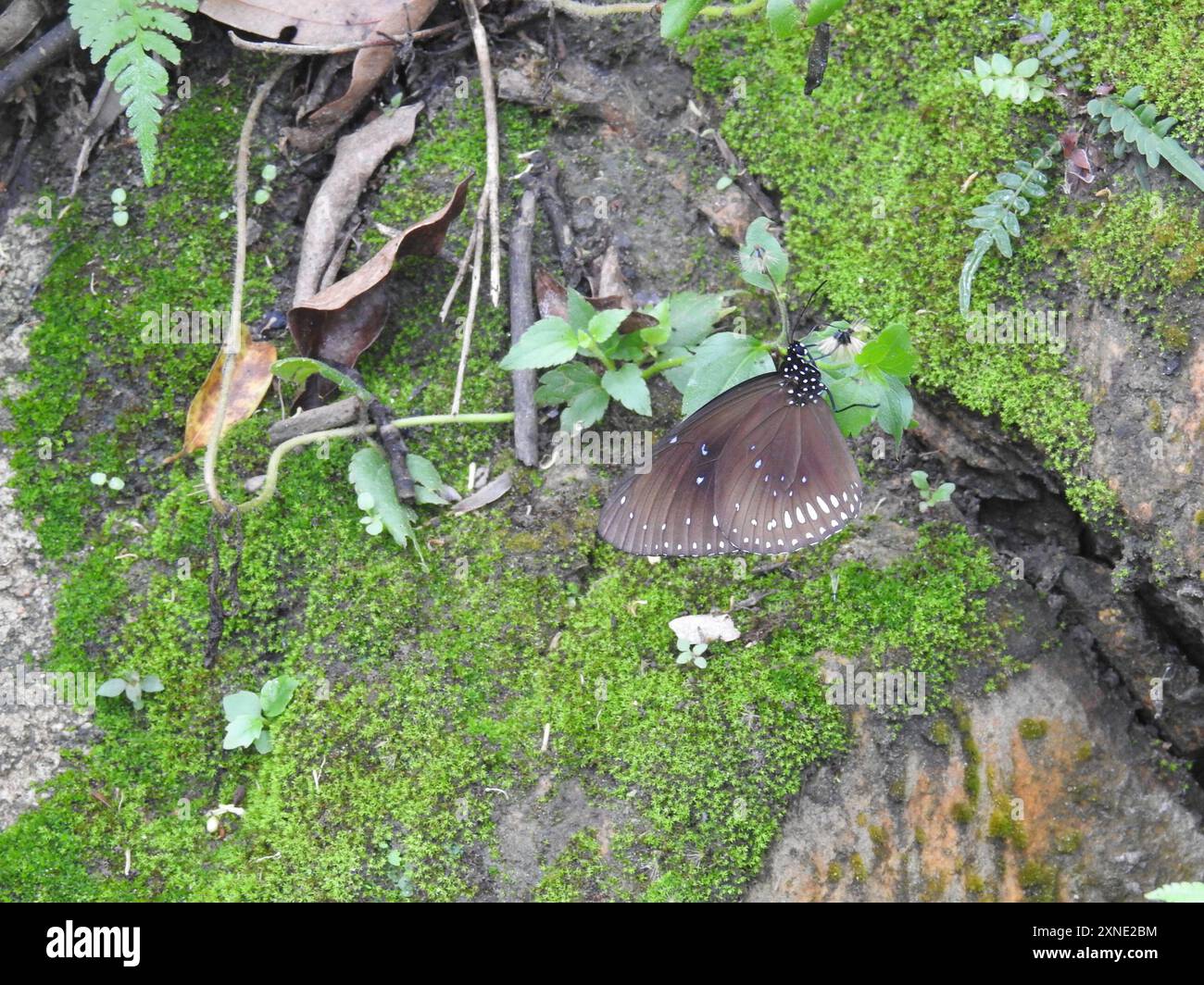 Blue spotted crow butterfly hi-res stock photography and images - Alamy
