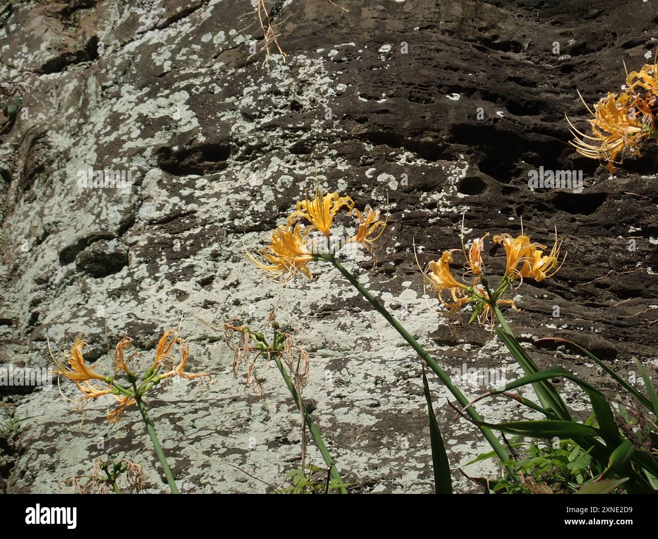 Golden Spider-lily (Lycoris aurea) Plantae Stock Photo - Alamy