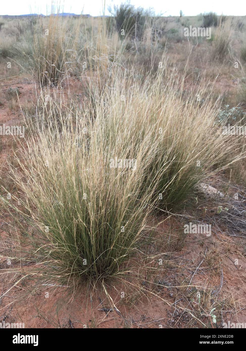 Purple Threeawn (Aristida purpurea) Plantae Stock Photo - Alamy