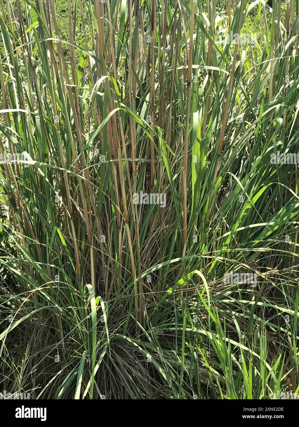 grasses (Poaceae) Plantae Stock Photo - Alamy
