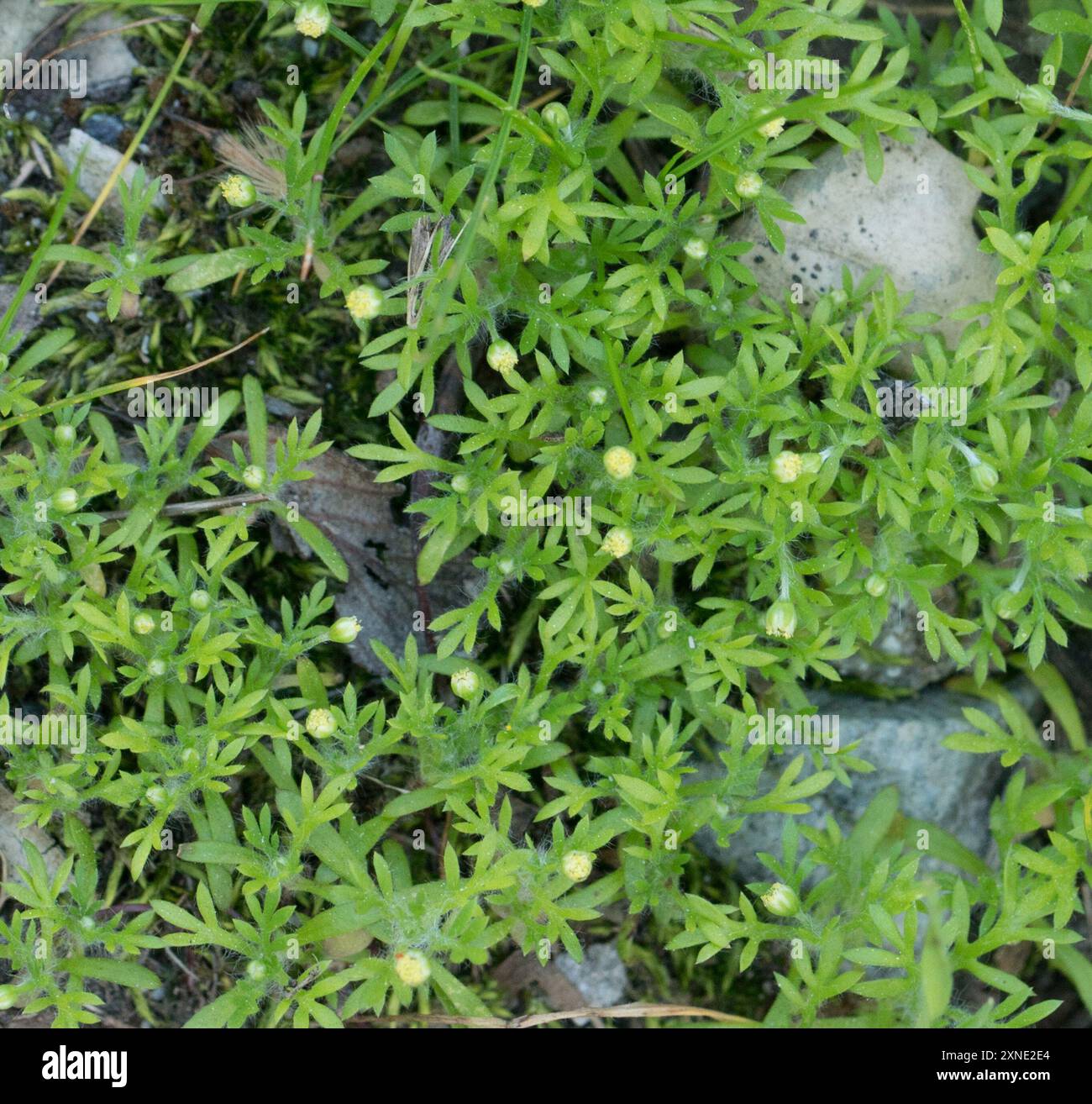 Common Cotula (Cotula australis) Plantae Stock Photo - Alamy