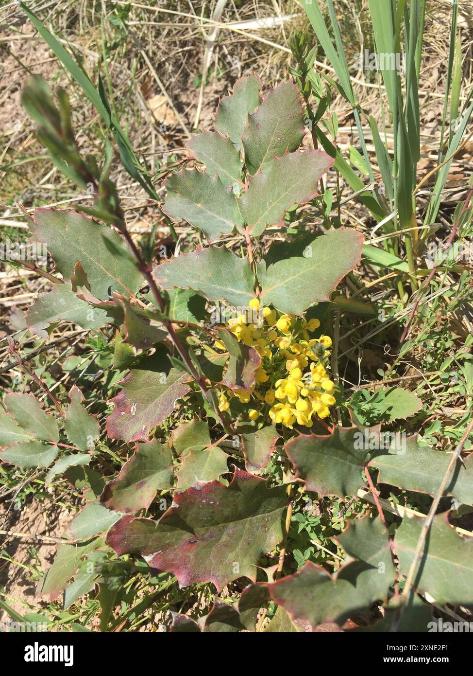 creeping mahonia (Berberis repens) Plantae Stock Photo - Alamy