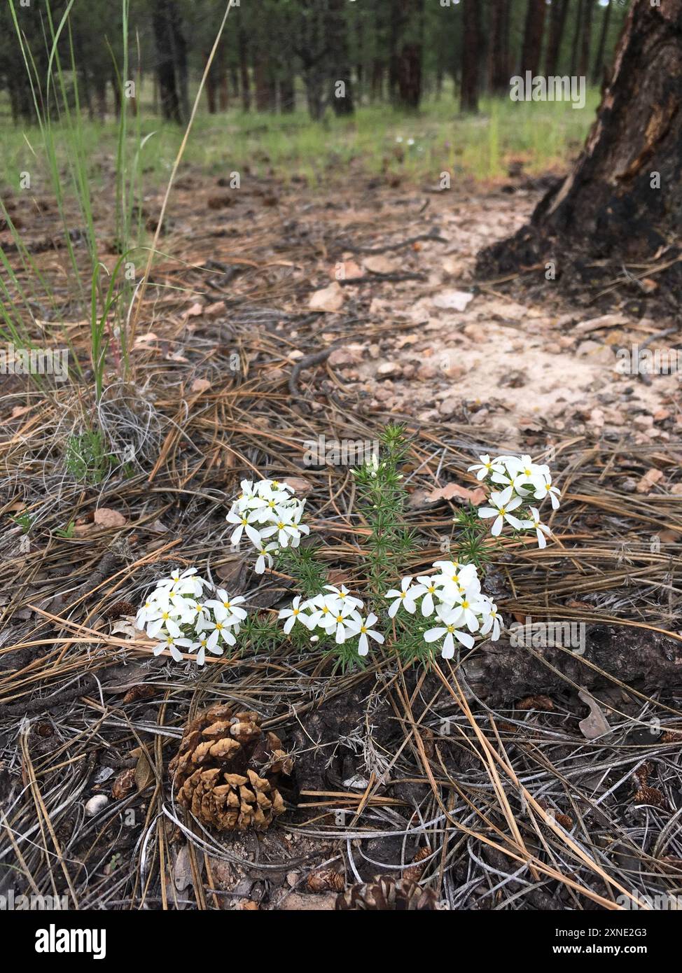 Nuttall's Linanthus (Leptosiphon nuttallii) Plantae Stock Photo - Alamy