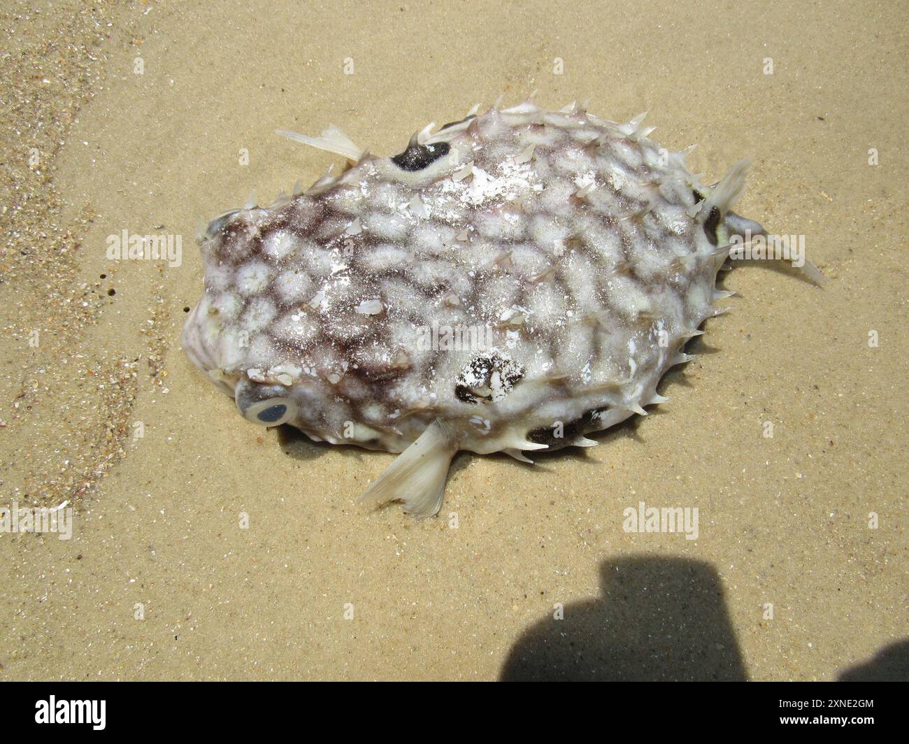 Brown burrfish (Chilomycterus spinosus) Actinopterygii Stock Photo - Alamy