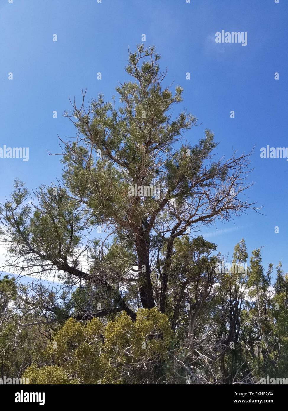 singleleaf pinyon (Pinus monophylla) Plantae Stock Photo - Alamy