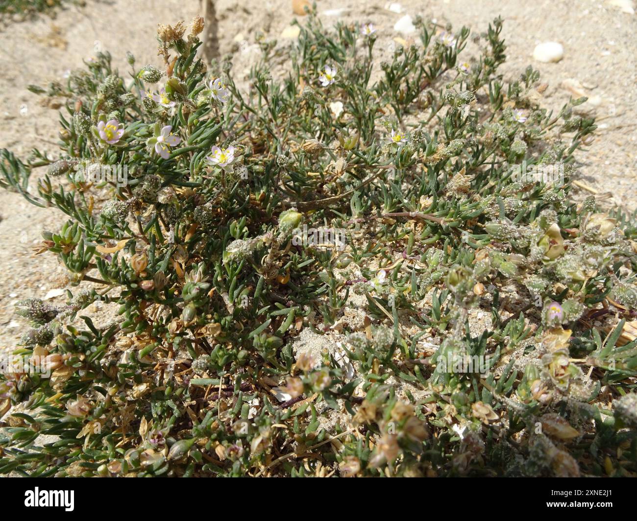 Greater Sea-spurry (Spergularia media) Plantae Stock Photo - Alamy