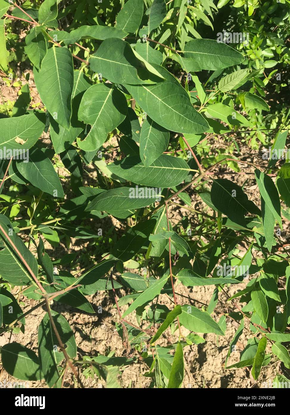 spreading dogbane (Apocynum androsaemifolium) Plantae Stock Photo - Alamy