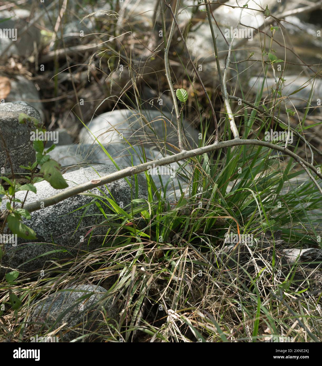Smilo Grass (Oloptum miliaceum) Plantae Stock Photo - Alamy