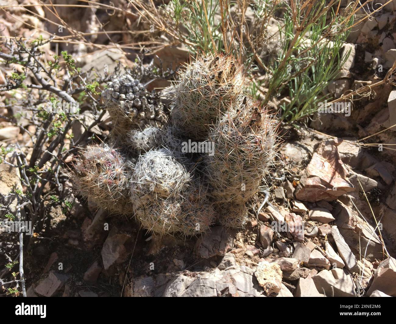 Whitecolumn Foxtail Cactus (Escobaria tuberculosa) Plantae Stock Photo ...