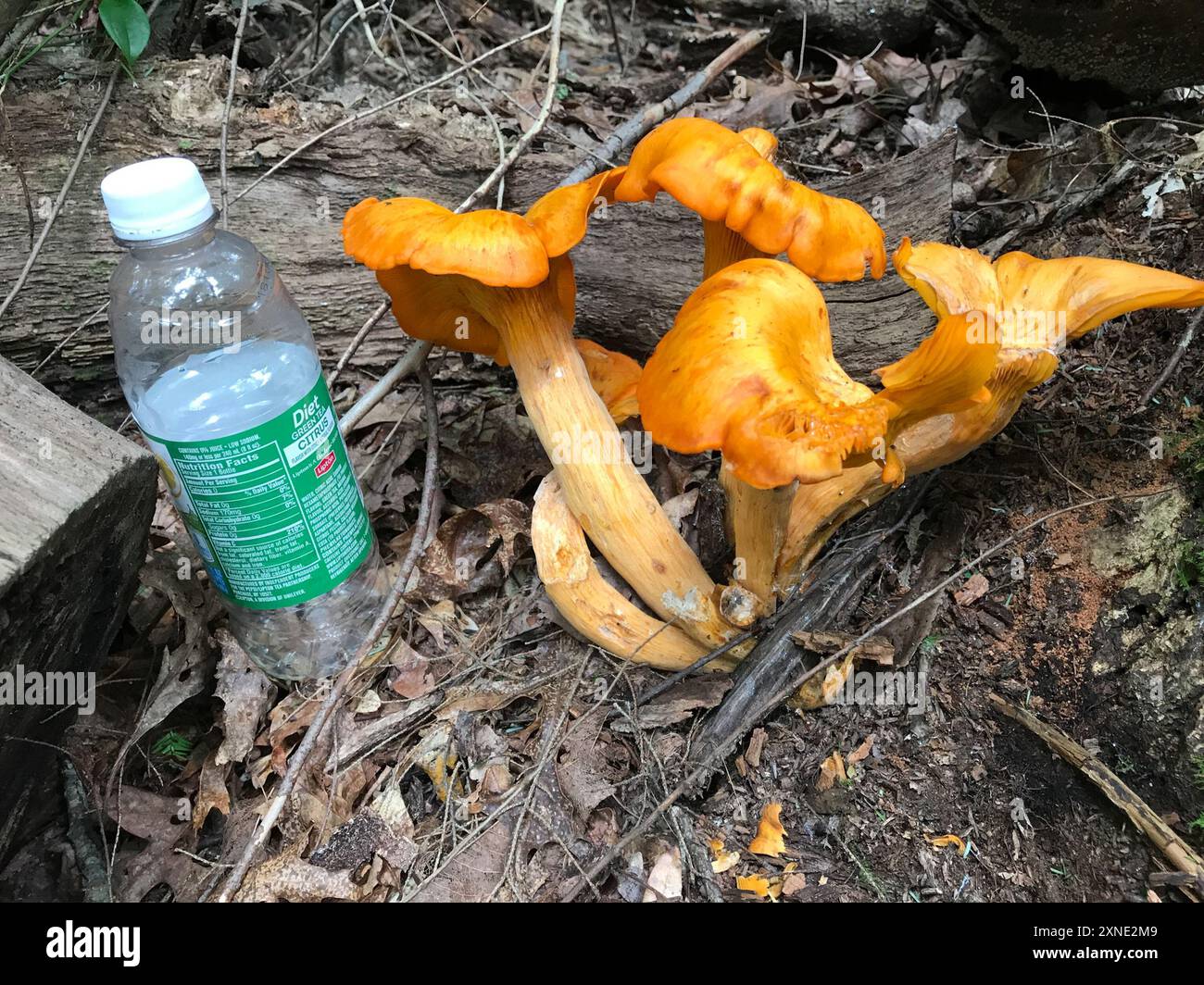 Eastern American jack-o'-lantern (Omphalotus illudens) Fungi Stock ...