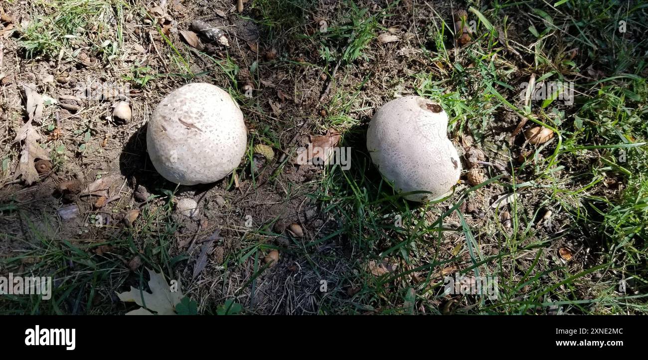 Purple-spored Puffball (Calvatia cyathiformis) Fungi Stock Photo - Alamy