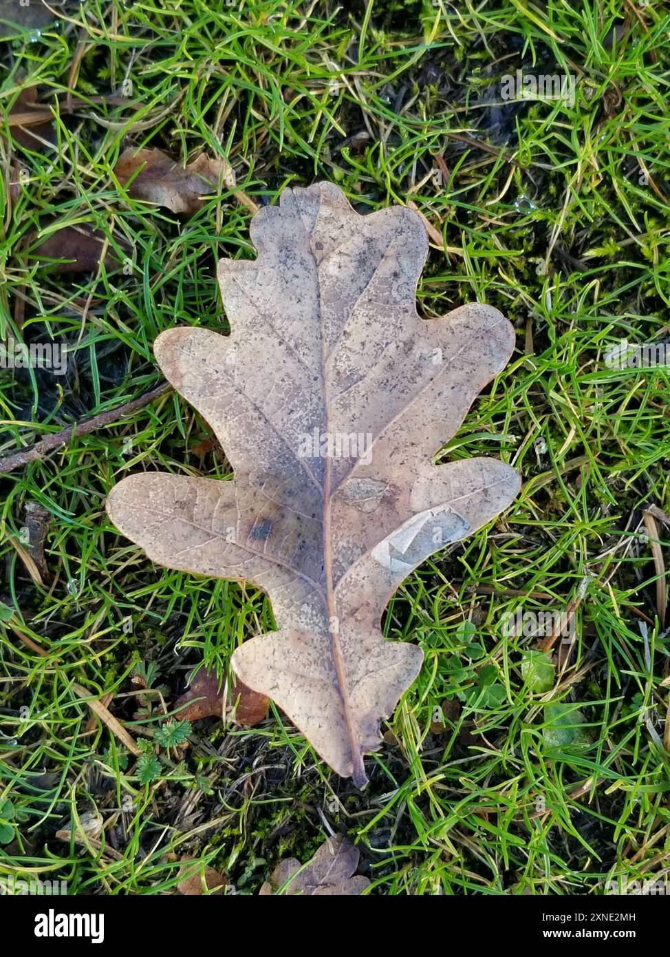Oregon oak (Quercus garryana) Plantae Stock Photo - Alamy