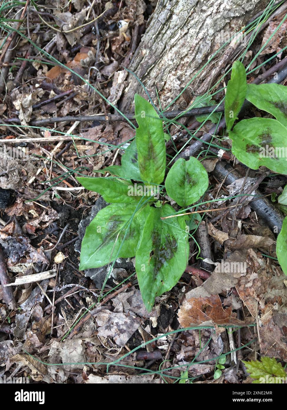 American jumpseed (Persicaria virginiana) Plantae Stock Photo - Alamy