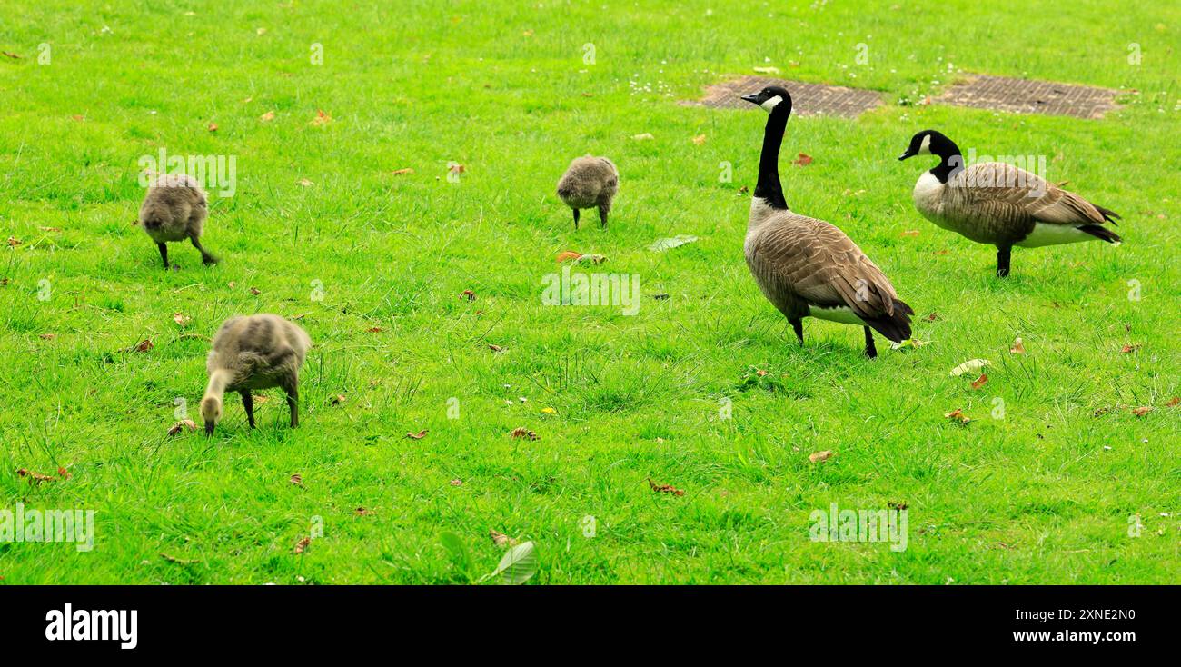 Canada Goose Branta Canadensis, parents and young, Wales Stock Photo ...