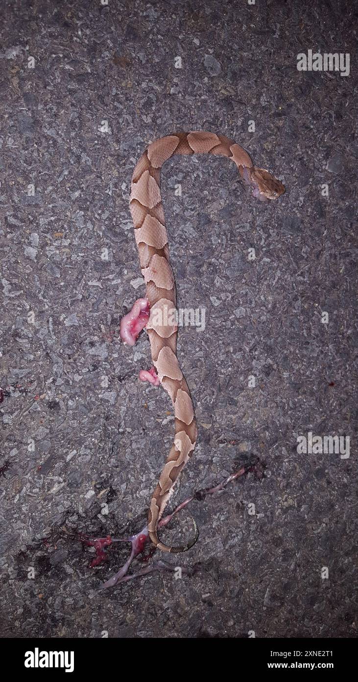 Eastern Copperhead (Agkistrodon contortrix) Reptilia Stock Photo - Alamy