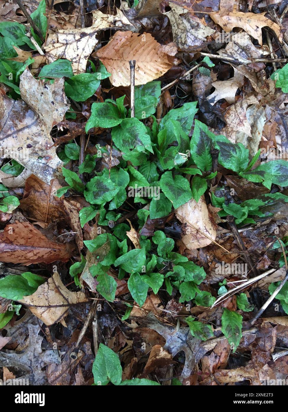 American jumpseed (Persicaria virginiana) Plantae Stock Photo - Alamy