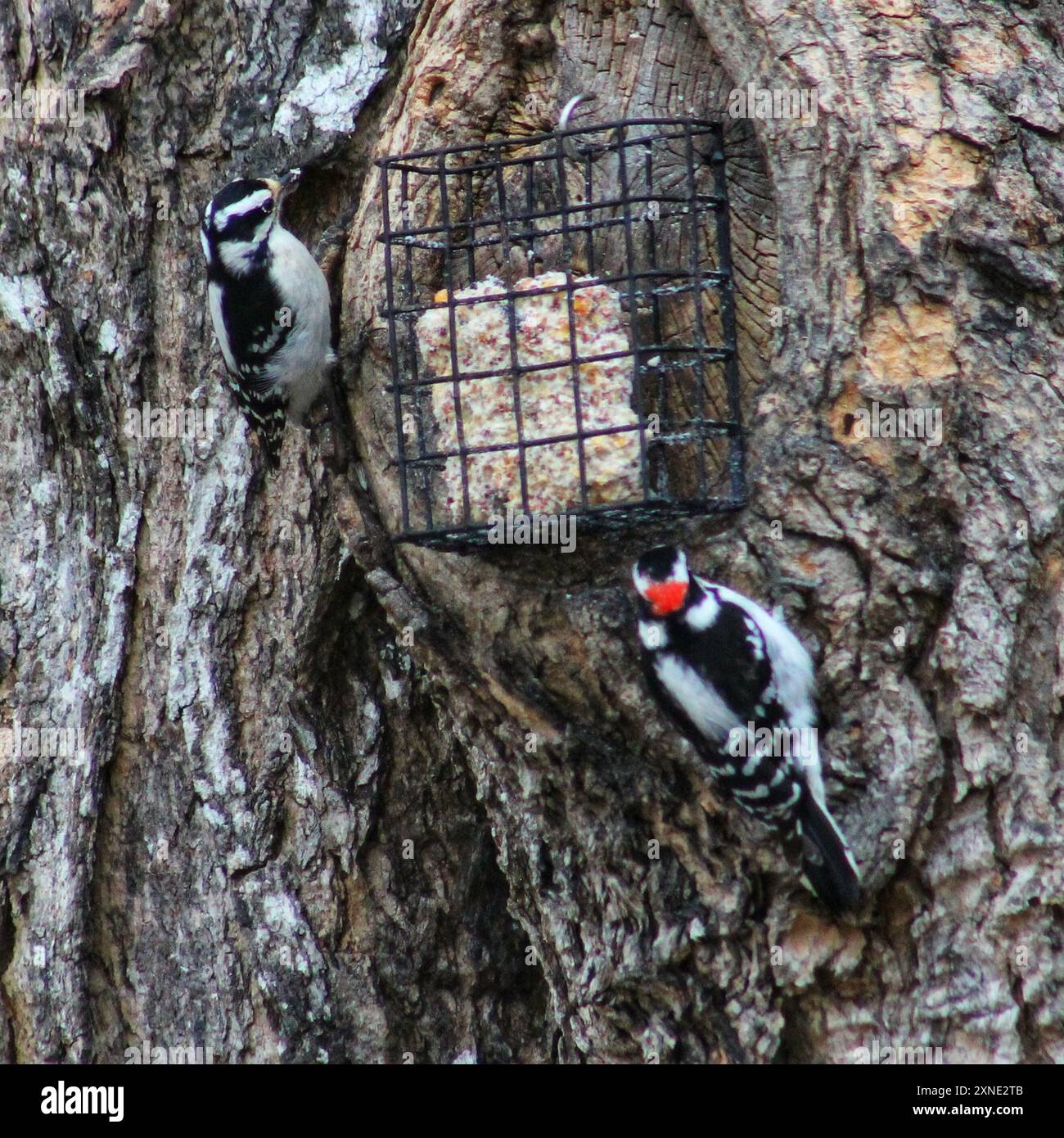 Downy Woodpecker (Dryobates pubescens) Aves Stock Photo - Alamy