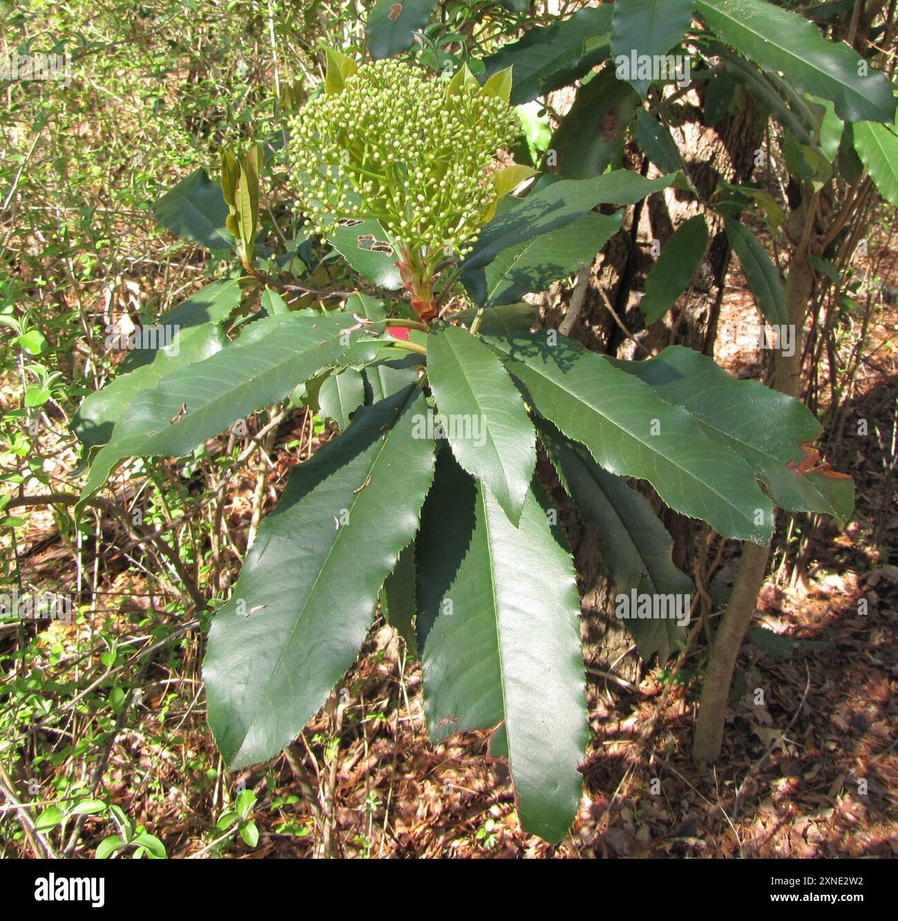 Chinese Photinia (Photinia serratifolia) Plantae Stock Photo - Alamy