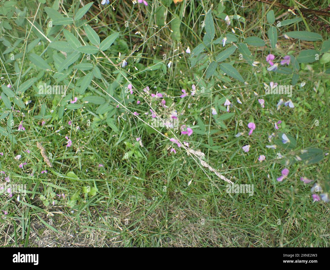 panicled ticktrefoil (Desmodium paniculatum) Plantae Stock Photo - Alamy