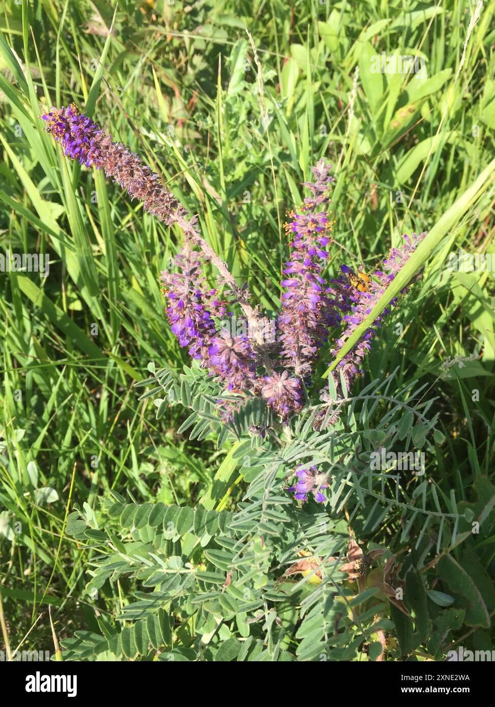 leadplant (Amorpha canescens) Plantae Stock Photo - Alamy