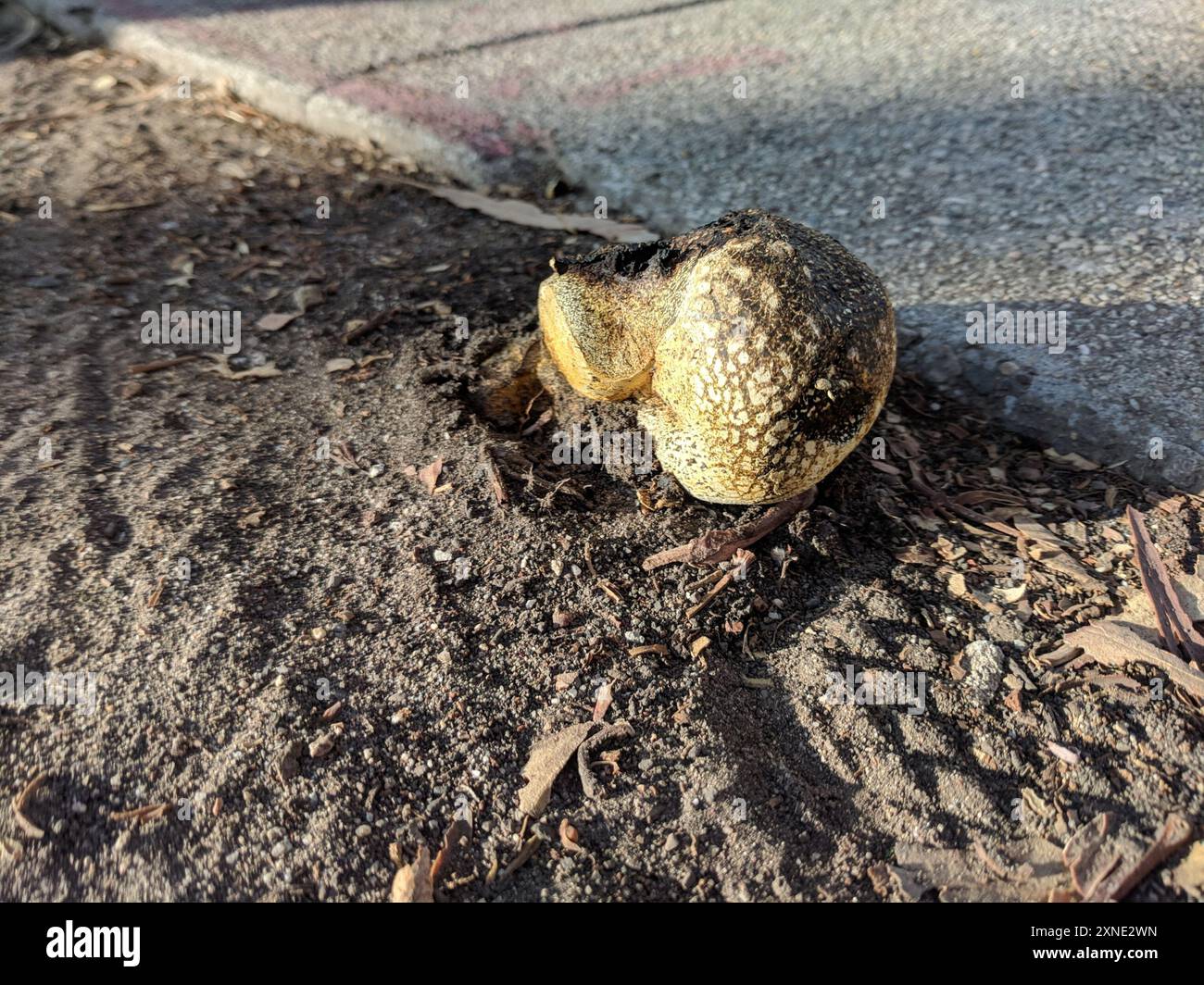 Pisolithus arhizus hi-res stock photography and images - Alamy