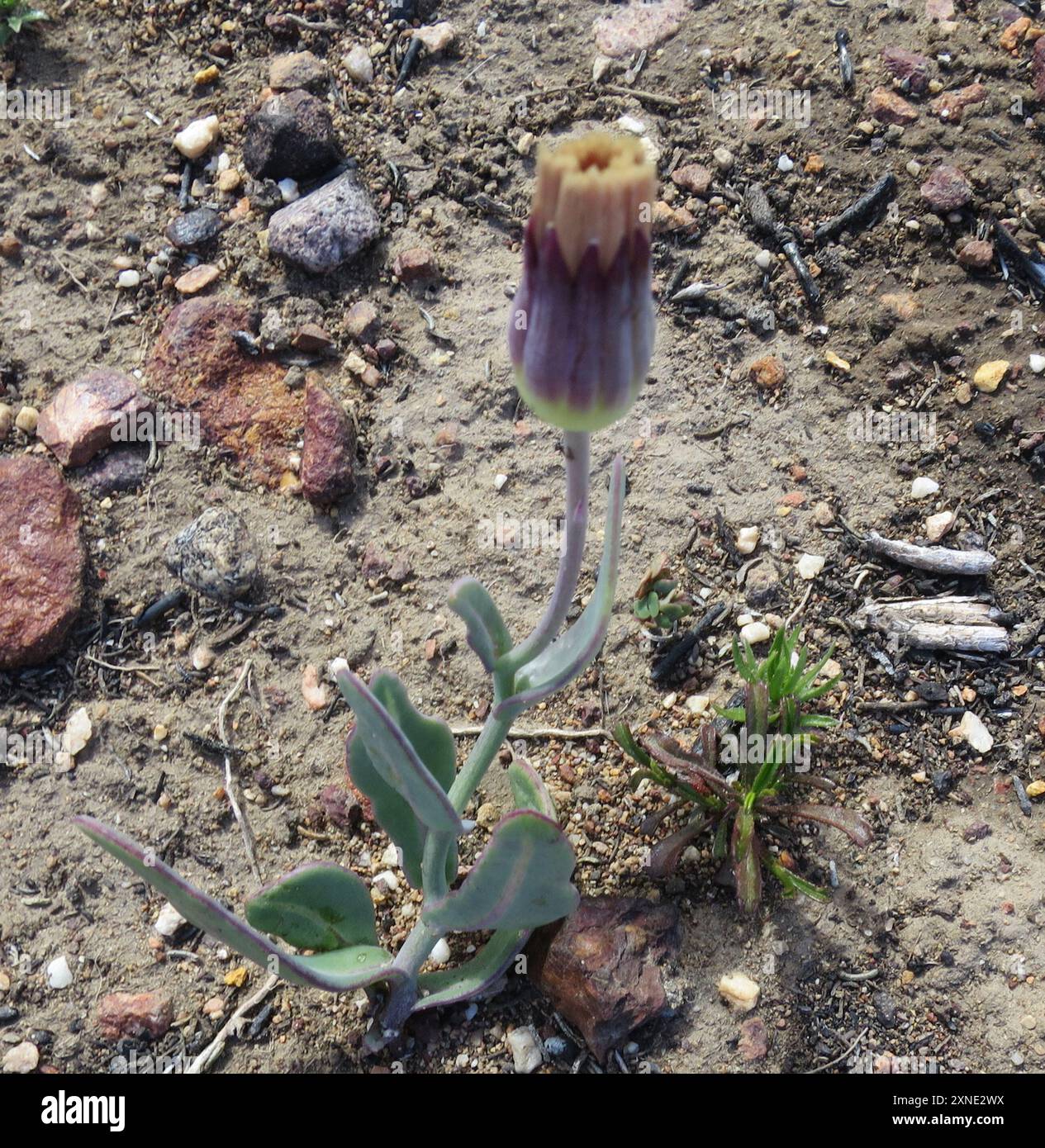 Leafy Babooncabbage (Othonna gymnodiscus) Plantae Stock Photo - Alamy