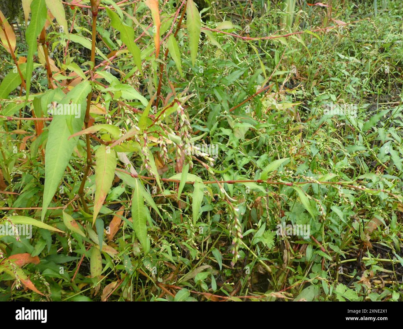 waterpepper (Persicaria hydropiper) Plantae Stock Photo - Alamy