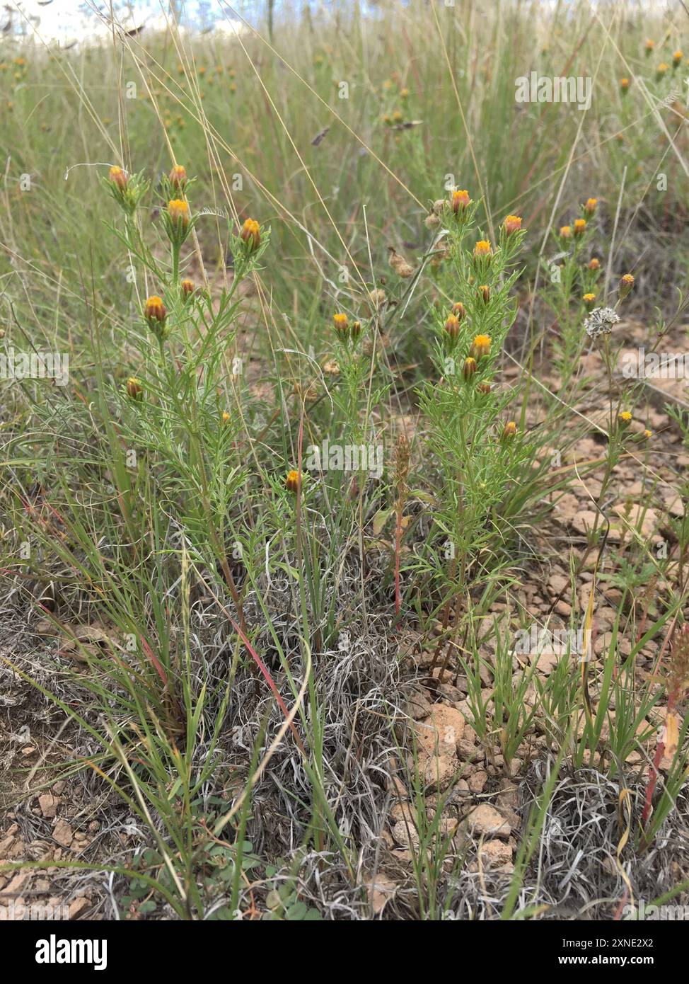 Fetid marigold (Dyssodia papposa) Plantae Stock Photo - Alamy