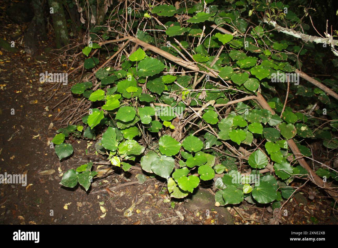 Kawakawa (Piper excelsum) Plantae Stock Photo - Alamy