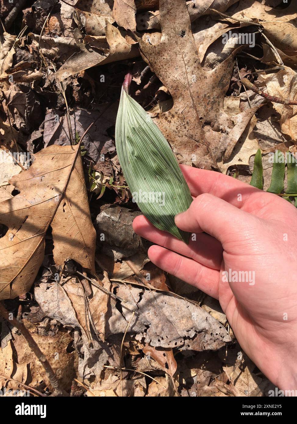 putty root (Aplectrum hyemale) Plantae Stock Photo - Alamy