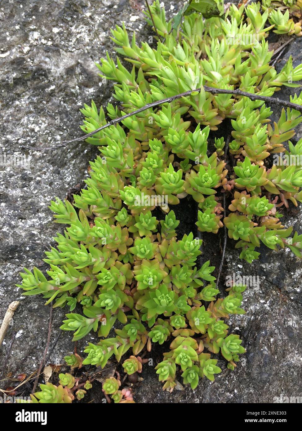 Stringy Stonecrop (Sedum sarmentosum) Plantae Stock Photo - Alamy