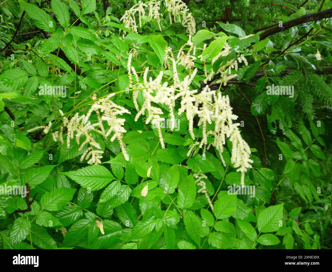 Goatsbeard (Aruncus dioicus) Plantae Stock Photo - Alamy