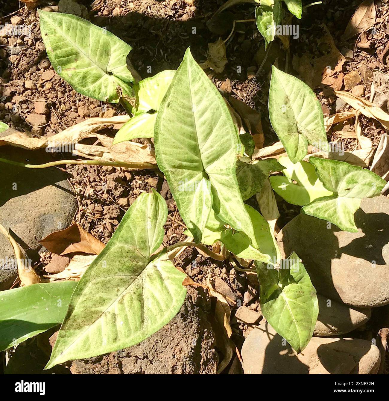 Goosefoot-plant (Syngonium podophyllum) Plantae Stock Photo - Alamy