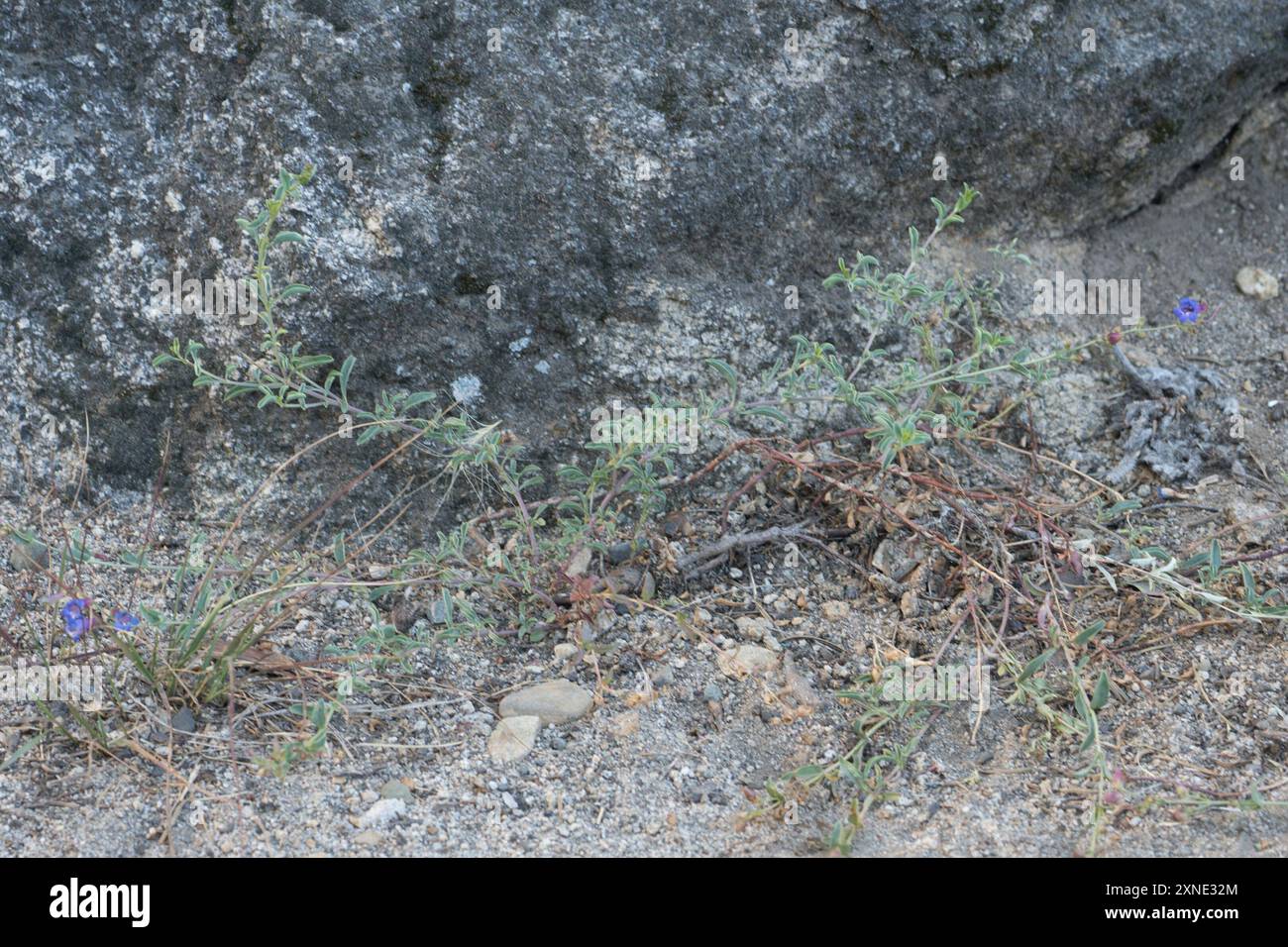 Azure Penstemon (Penstemon azureus) Plantae Stock Photo - Alamy