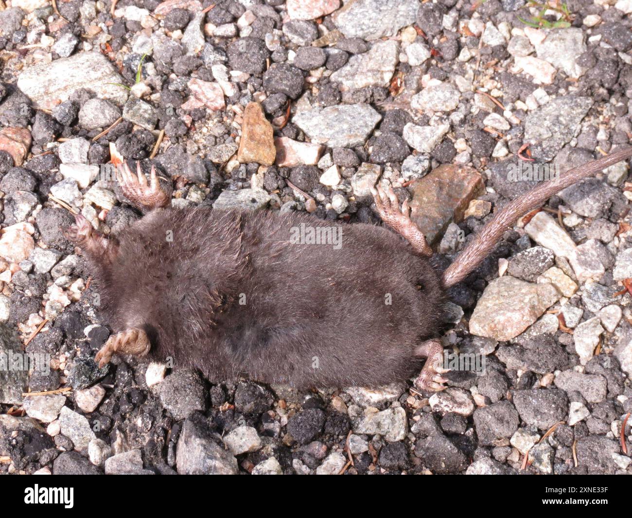 Star-nosed Mole (Condylura cristata) Mammalia Stock Photo - Alamy